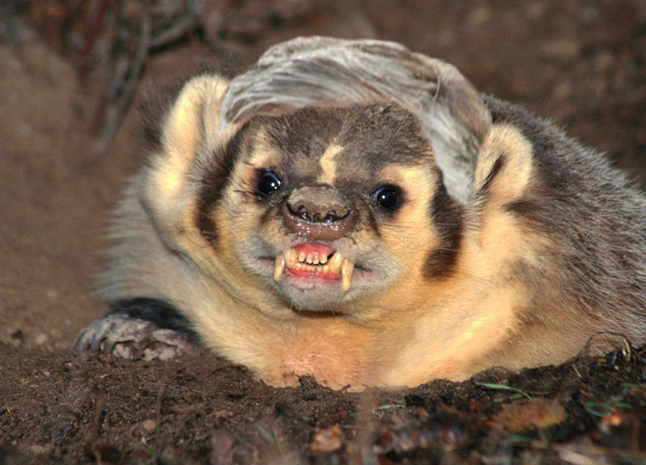 bursuc - TroloSport.ro