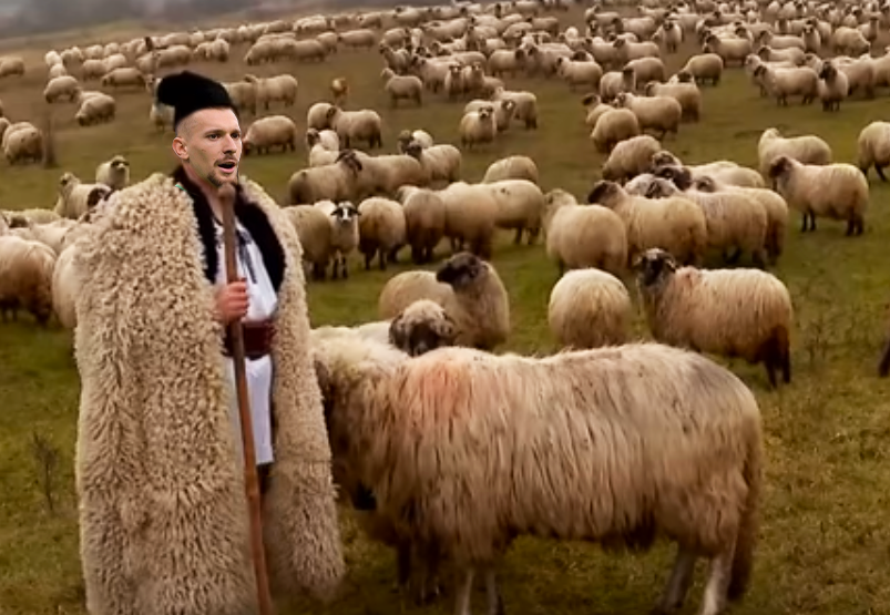 Zeci de oi disparute, dupa ce Ionut Radu a fost pus paznic la o stana